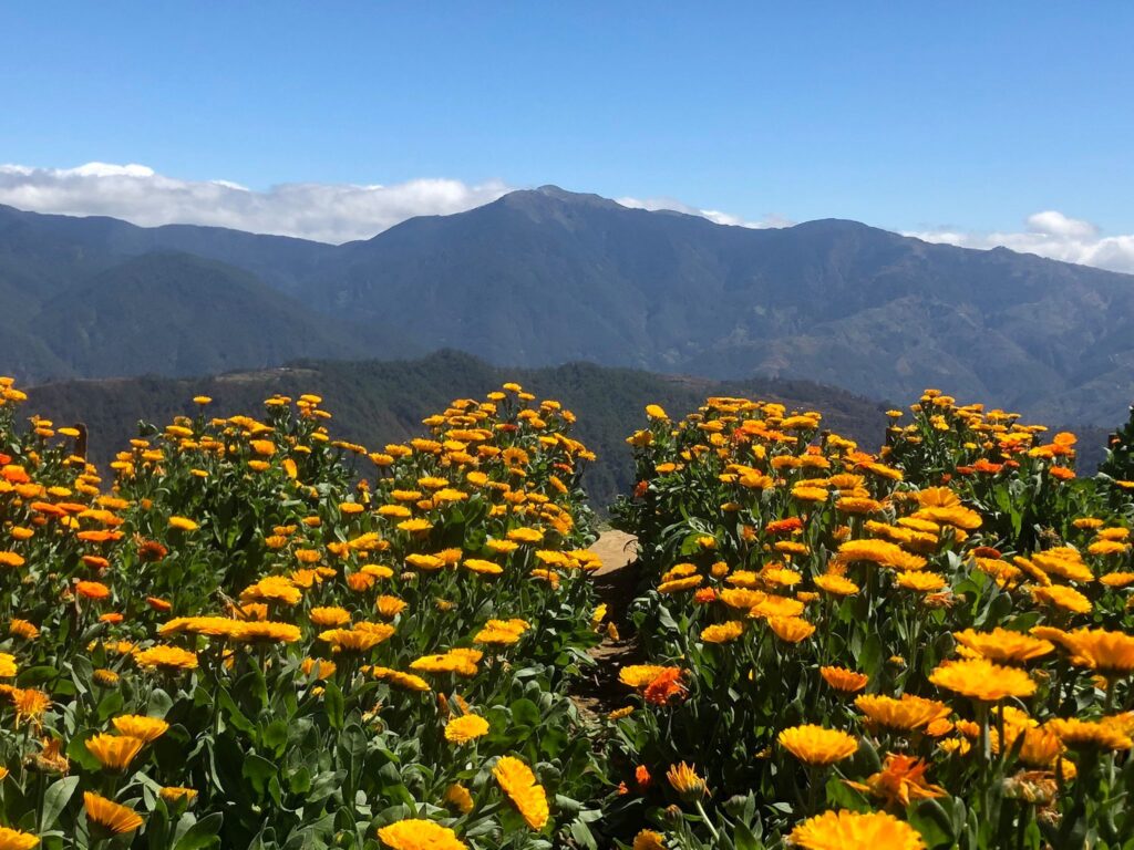 Northern Blossom Flower Farm Travel Guide
