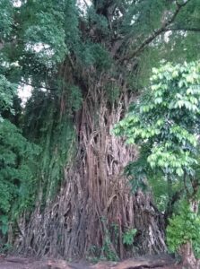 Baler Aurora Complete Travel Guide