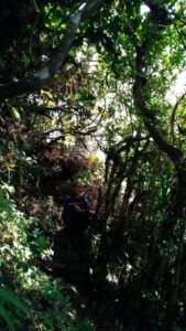 Mt. Makiling Traverse Dayhike Guide