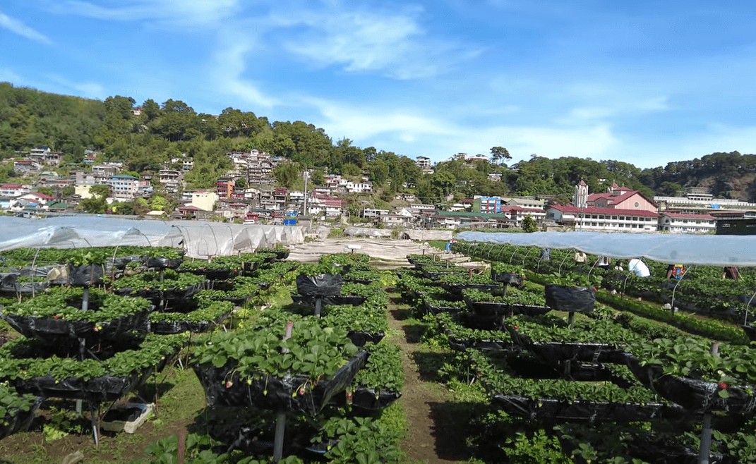 La Trinidad Strawberry Farm